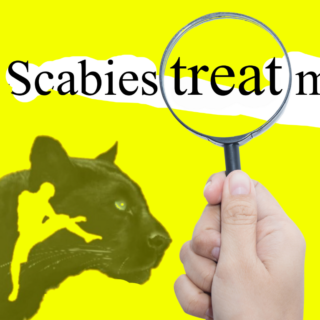 What is Scabies and Treatment – Bilge Panter